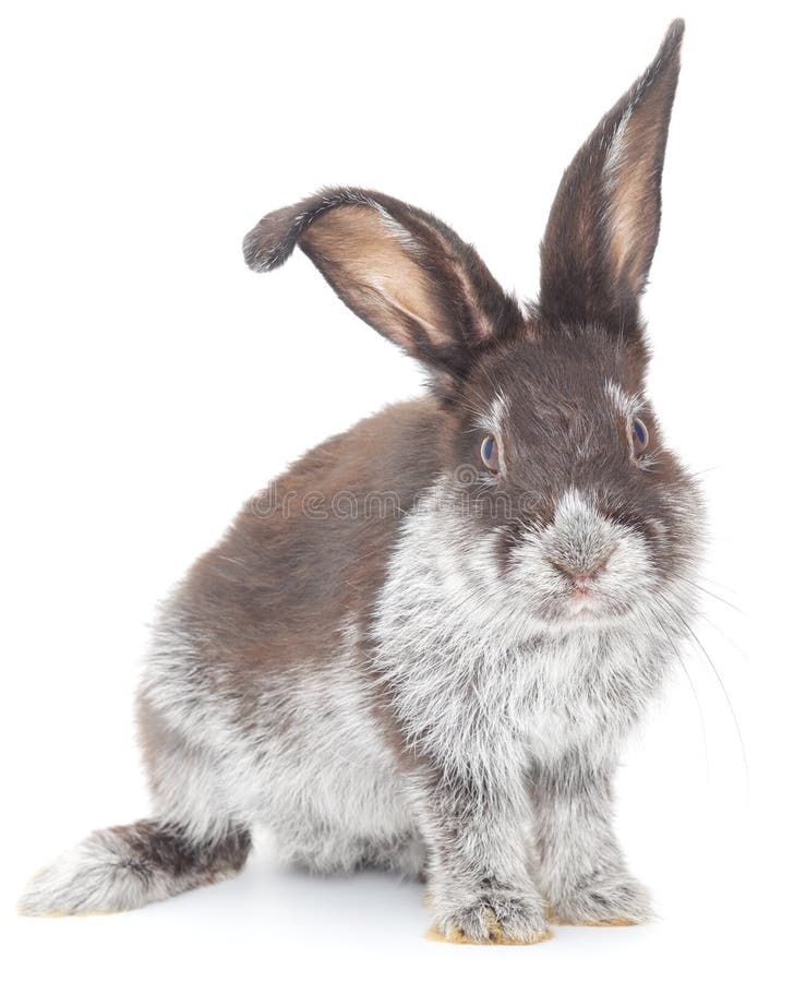 Rabbit stock image. Image of sitting, gray, baby, animals - 32605259