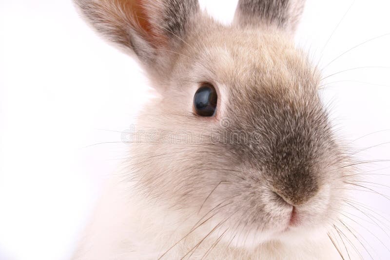 Rabbit muzzle stock photo. Image of close, life, curiosity - 16434922