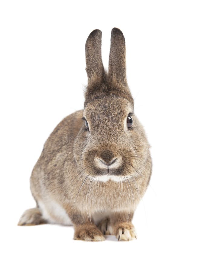 12,449 Rabbits White Background Stock Photos - Free & Royalty-Free ...