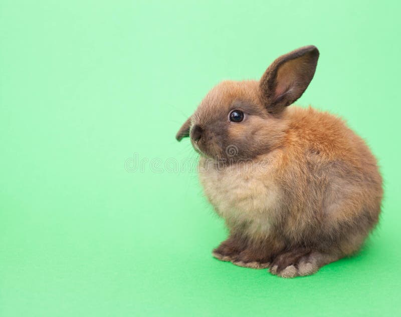Rabbit Isolated on the Green. Stock Image - Image of furry, pets: 32316805