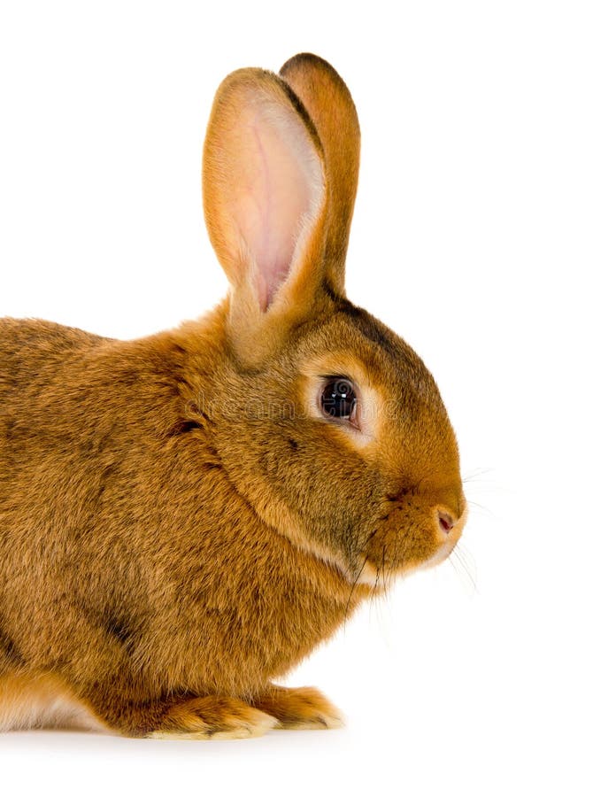 Rabbit isolated stock image. Image of single, farm, rusty - 52495745