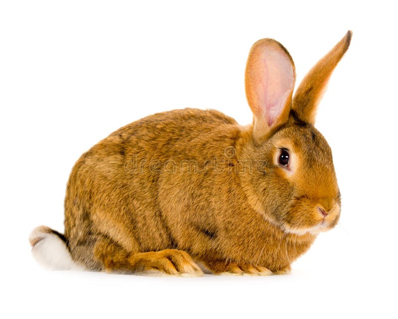 Rabbit isolated stock photo. Image of cooperate, looking - 52495822
