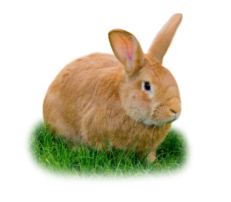 Rabbit isolated stock image. Image of single, farm, rusty - 52495745