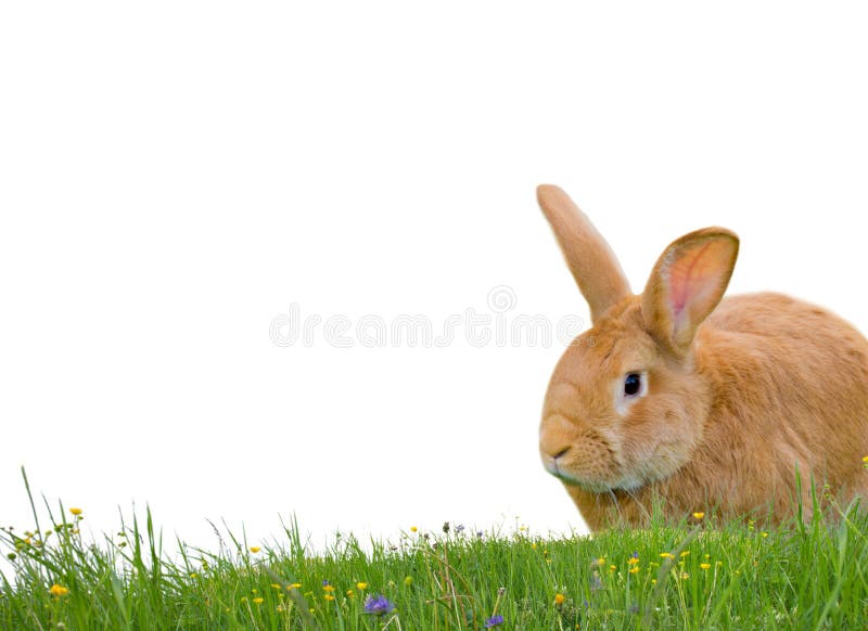 Rabbit isolated stock image. Image of single, farm, rusty - 52495745