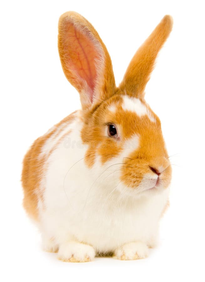 Rabbit isolated stock image. Image of single, farm, rusty - 52495745