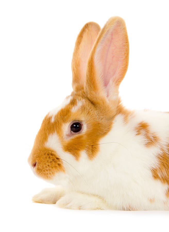 Rabbit isolated stock image. Image of single, farm, rusty - 52495745