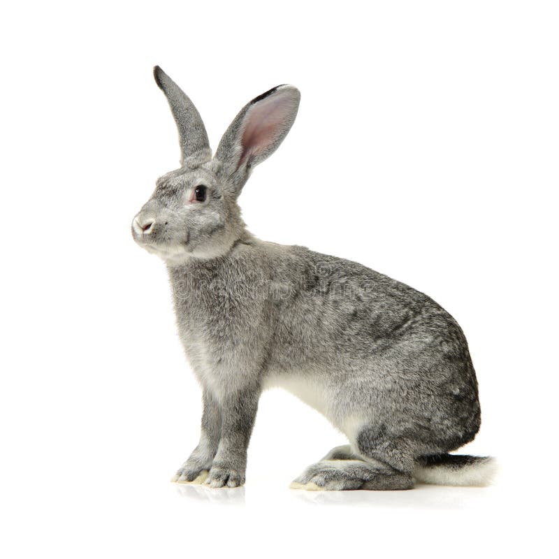 616 Dead Rabbit Stock Photos - Free & Royalty-Free Stock Photos from ...