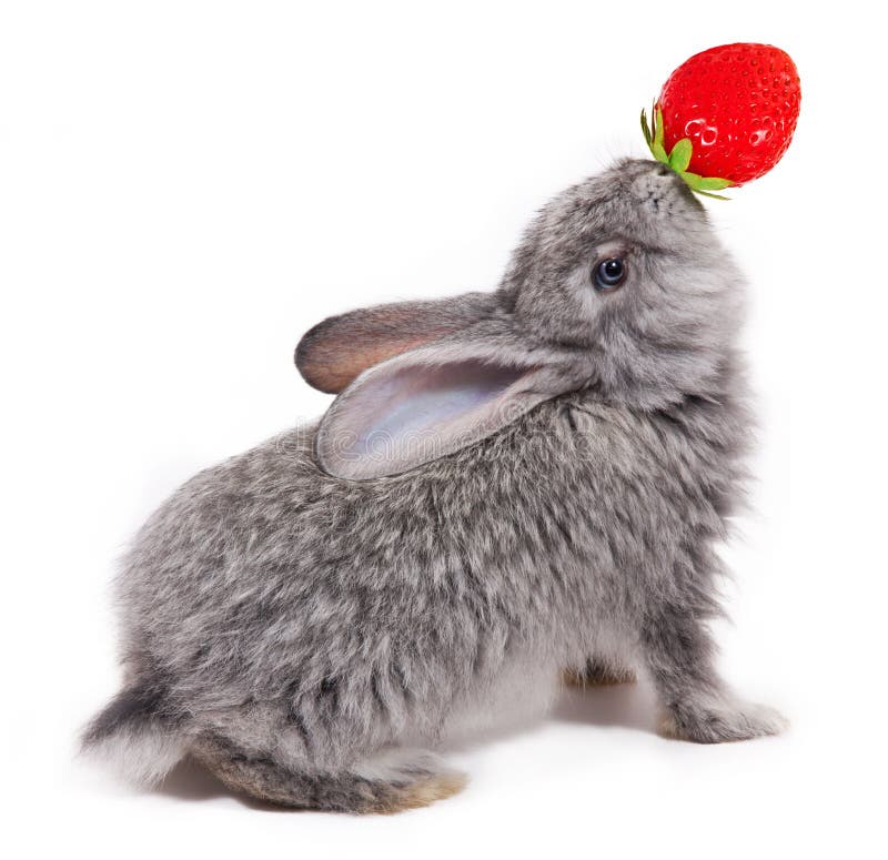Easter Rat stock photo. Image of vermin, rabbit, furry - 13086188