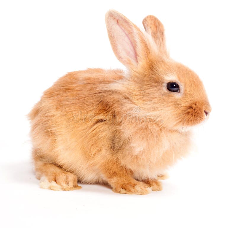 White Rabbit Isolated on White Stock Photo - Image of animal, tame: 8386462
