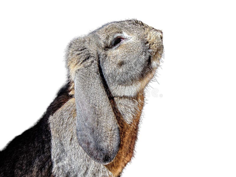 White Rabbit with Black Spots Isolated on White Background Stock Image ...