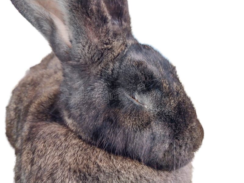 White Rabbit with Black Spots Isolated on White Background Stock Image ...
