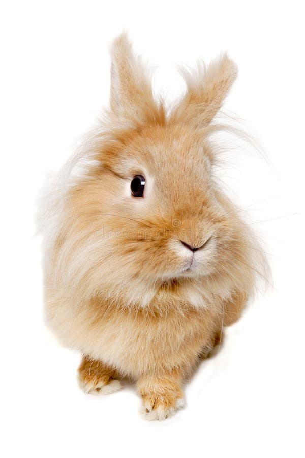 2,978 Sad Rabbit Stock Photos - Free & Royalty-Free Stock Photos from ...