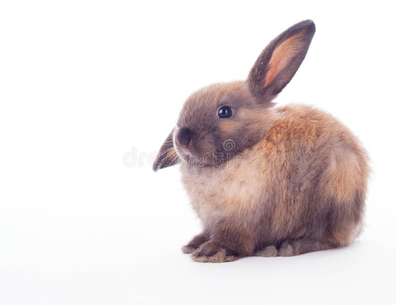 Rabbit Isolated on the White. Stock Photo - Image of domestic, elegant ...