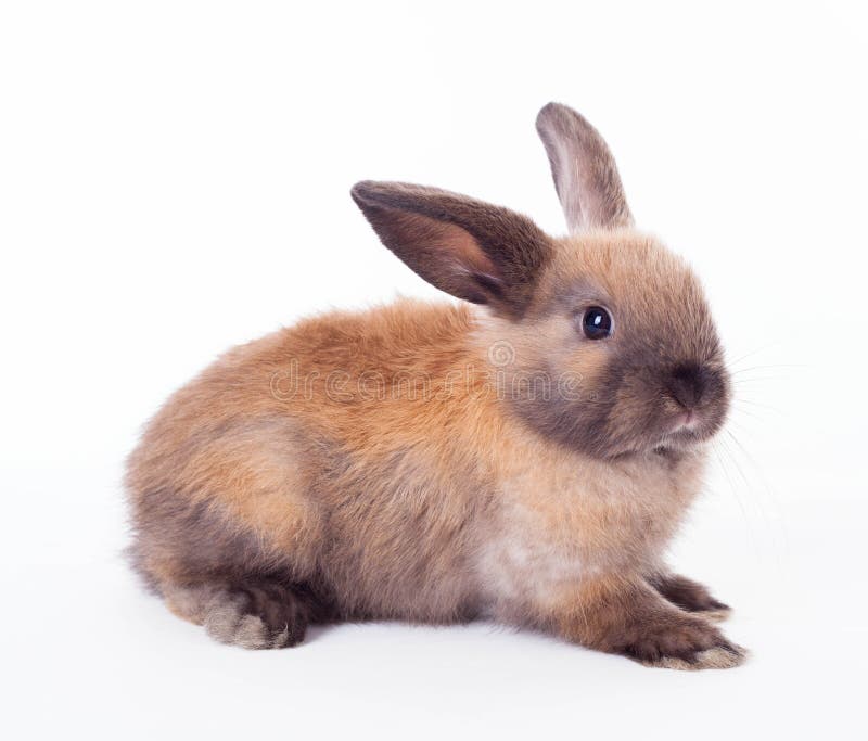 Rabbit Isolated on the White. Stock Photo - Image of domestic, elegant ...