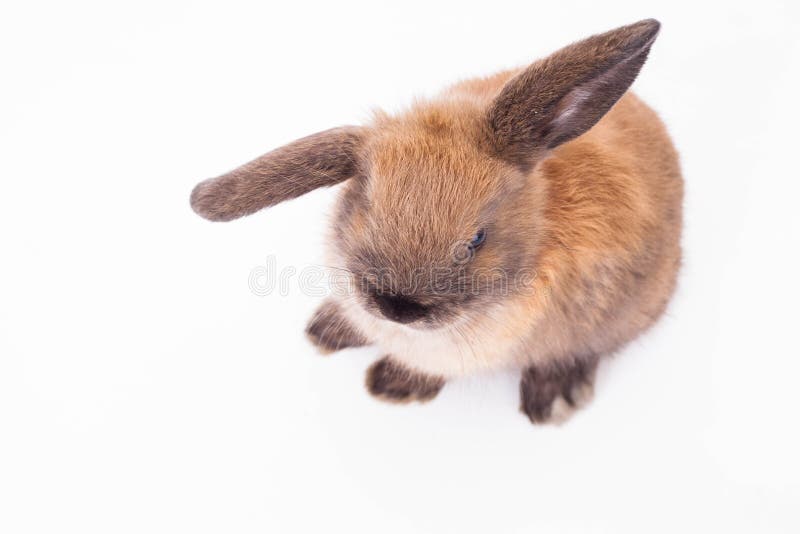 Rabbit on the piano keys stock photo. Image of bunny - 24179938