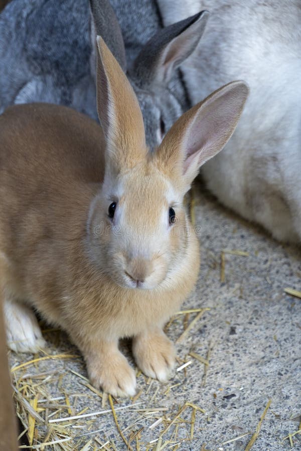 A Rabbit with Its Ears Up and Looking at the Camera Stock Photo - Image ...