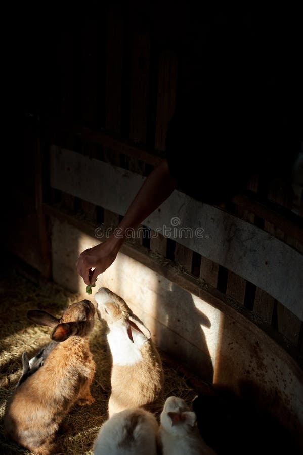 Rabbit in Its Enclosure Looking Forward To Food 2 Stock Image - Image ...