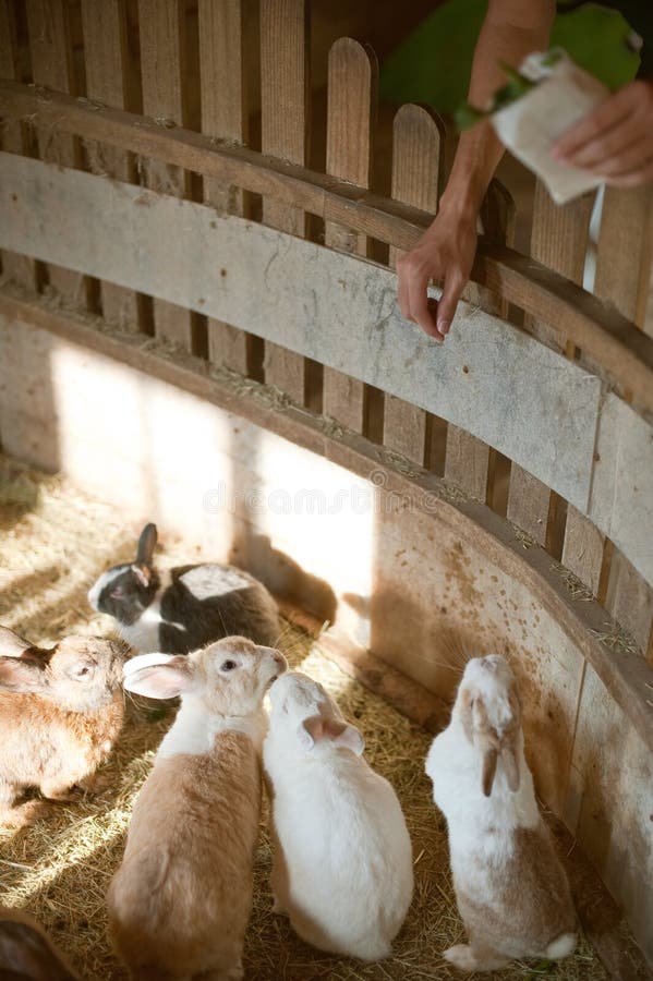 Rabbit in Its Enclosure Looking Forward To Food Stock Photo - Image of ...