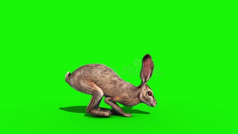 Rabbit Jumpcycle Fast Side Green Screen 3D Rendering Animation Stock ...