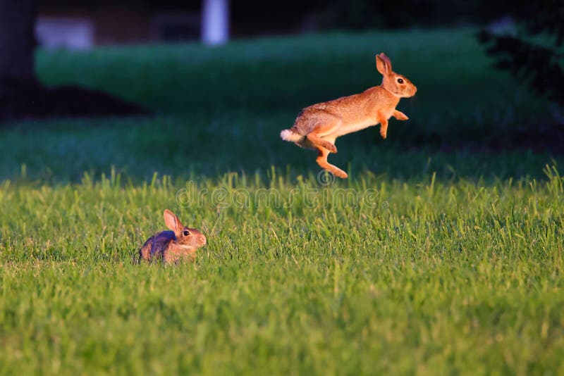 Rabbit Jumping on the Grass and Another One Sitting Down Stock Image ...