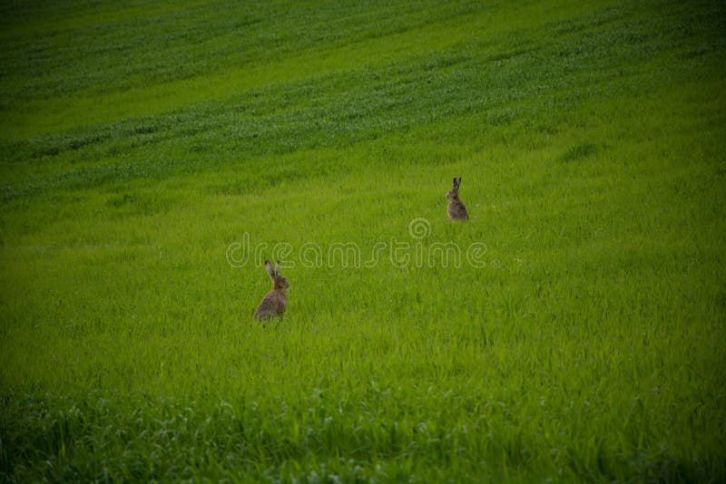 Rabbit Jumping on a Green Field Stock Image - Image of nature, love ...
