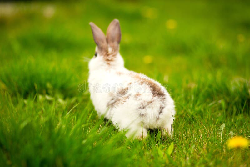 Rabbit Jumping on the Green Grass Easter Bunny Stock Photo - Image of ...