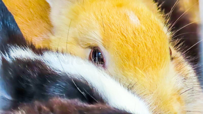 A rabbit looking calmly stock image. Image of fresh - 177680727