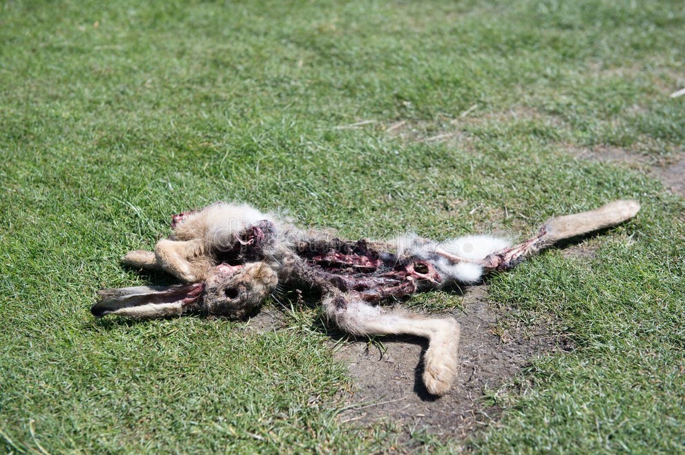 Rabbit Killed by an Bird of Prey Stock Image - Image of rotten, grass ...