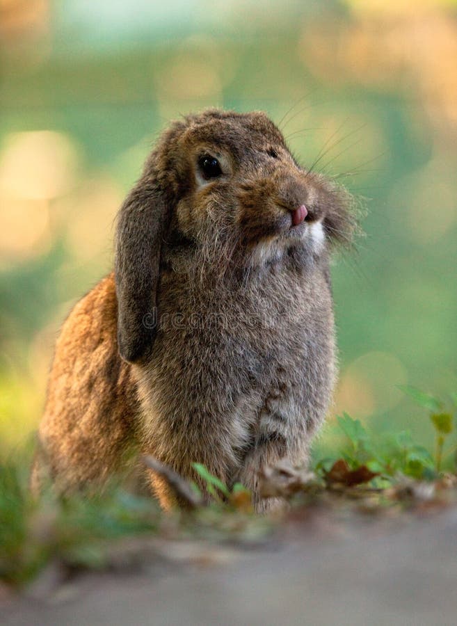 Rabbit stock image. Image of nature, easter, darling - 90962331