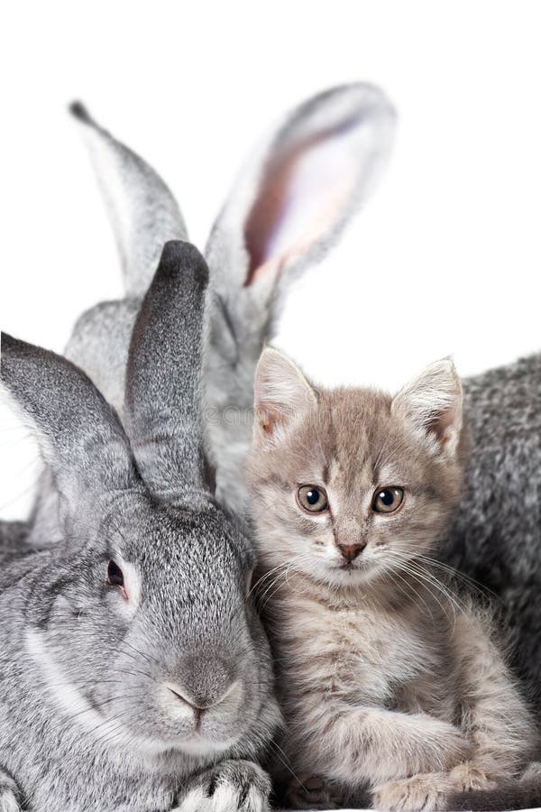 Rabbit and kitten stock photo. Image of kitty, cute, furry - 17163032