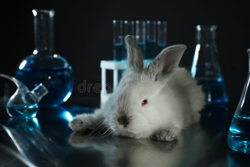 Rabbit and Laboratory Glassware on Table. Animal Testing Stock Image ...