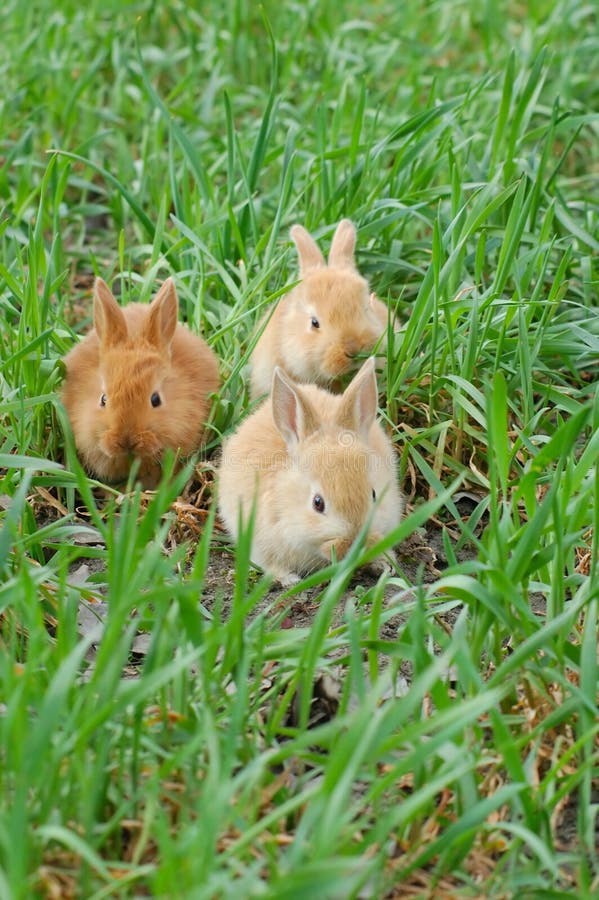 Rabbit landing stock photo. Image of color, green, preparation - 3260092