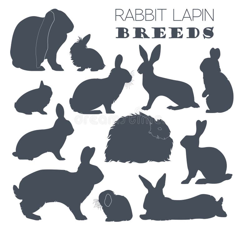 Rabbit, Lapin Breed Icon Set. Flat Design Stock Vector - Illustration ...