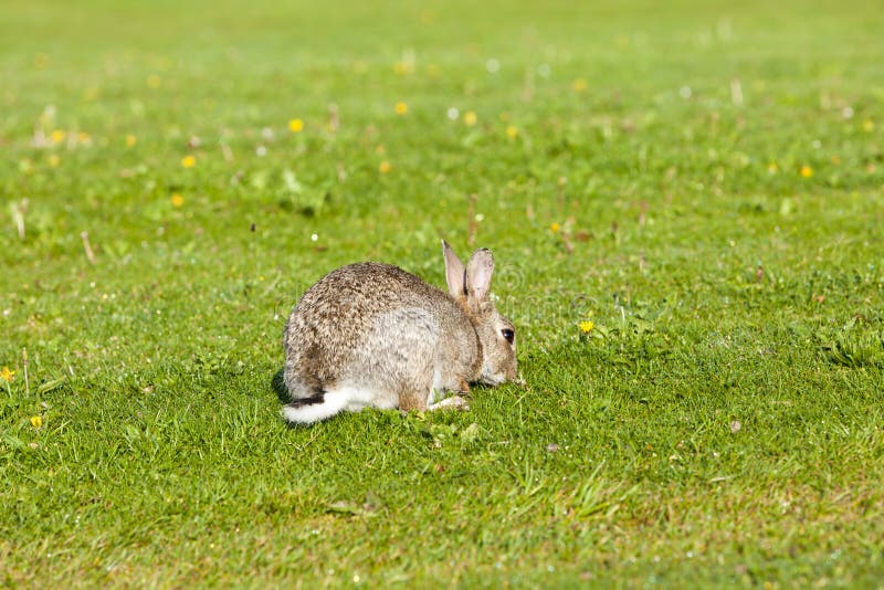 Rabbit on lawn stock image. Image of sitting, outdoors - 154195567