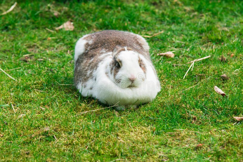 Rabbit on the lawn stock image. Image of field, donkey - 59136197