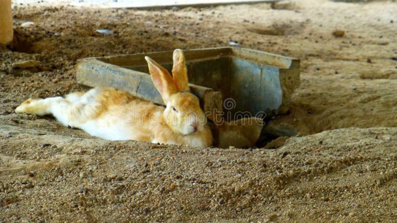 Lazy Rabbit stock photo. Image of gray, animal, cottontail - 46458502