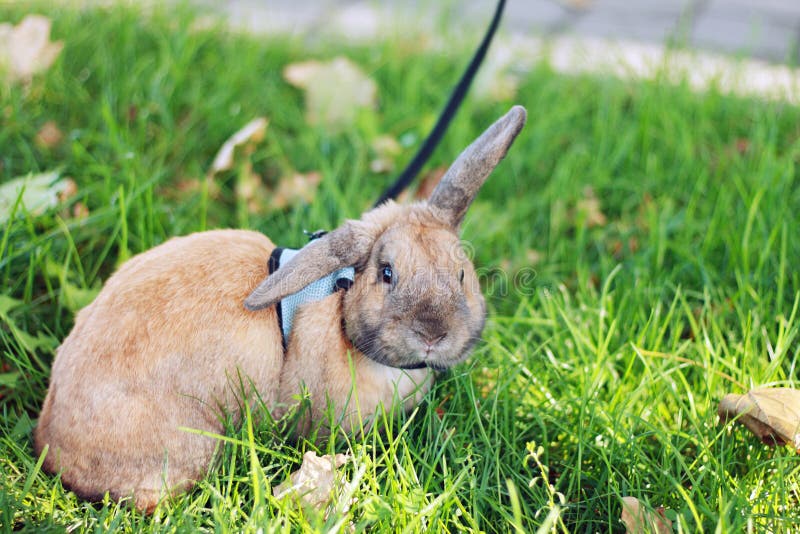 Rabbit on lead stock photo. Image of green, adorable - 26891898