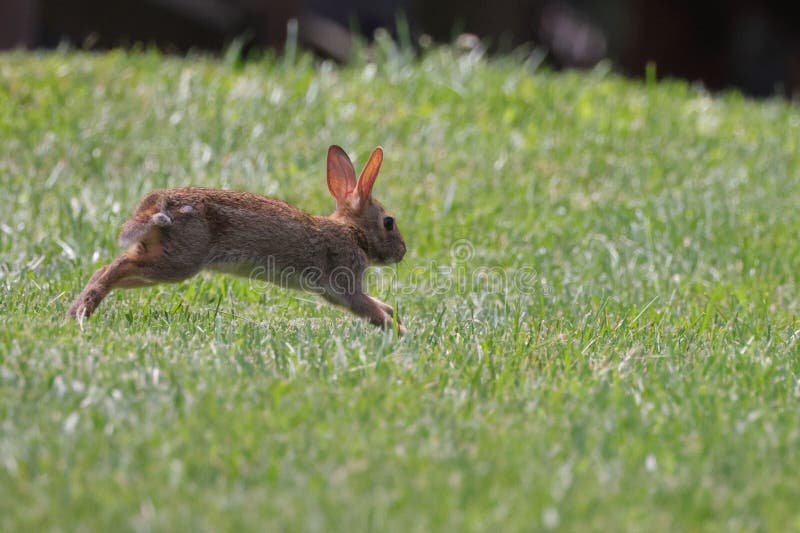 Rabbit Leaping through a Grassy Field on a Sunny Day Stock Photo ...