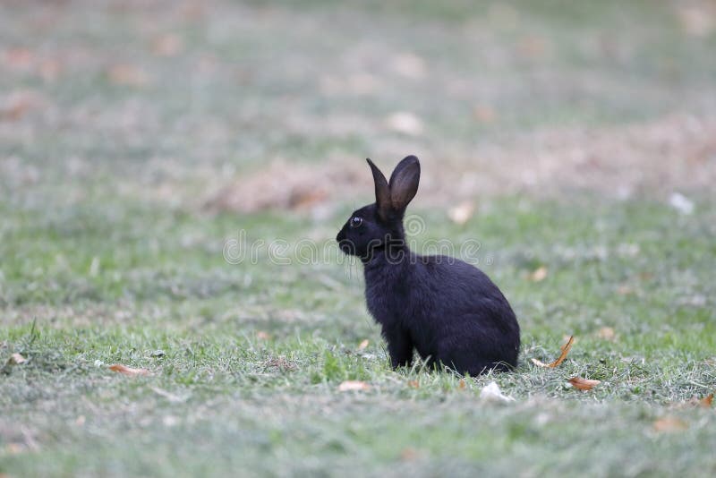 Rabbit, Lepus curpaeums stock image. Image of rabbit - 43332399