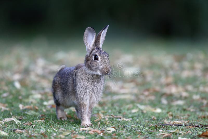 Rabbit, Lepus curpaeums stock image. Image of wildlife - 43332409
