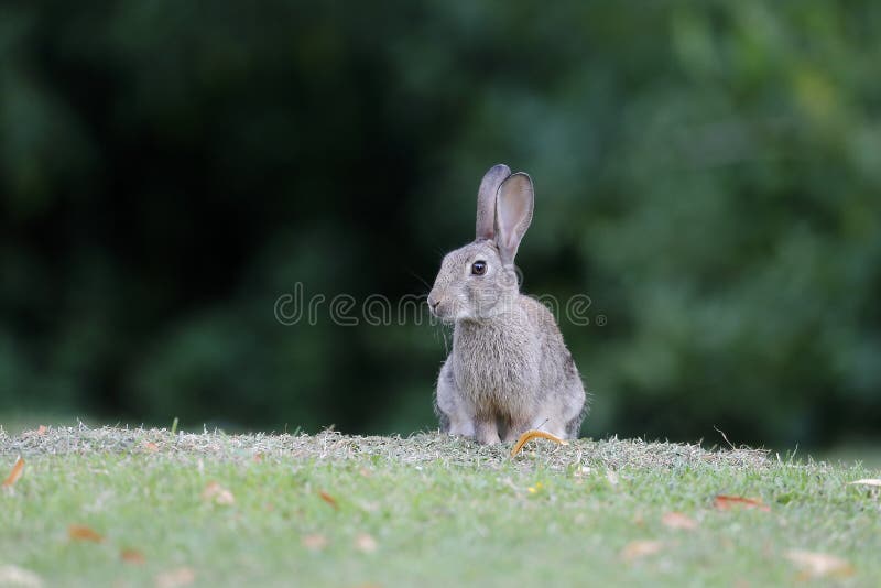 Rabbit, Lepus curpaeums stock image. Image of wildlife - 43332409