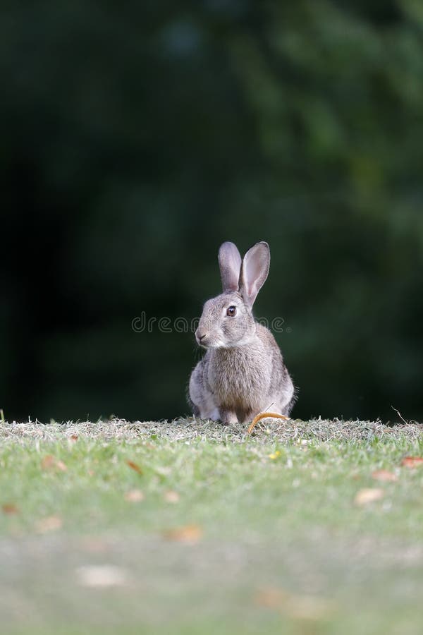 Rabbit, Lepus curpaeums stock image. Image of wildlife - 43332409
