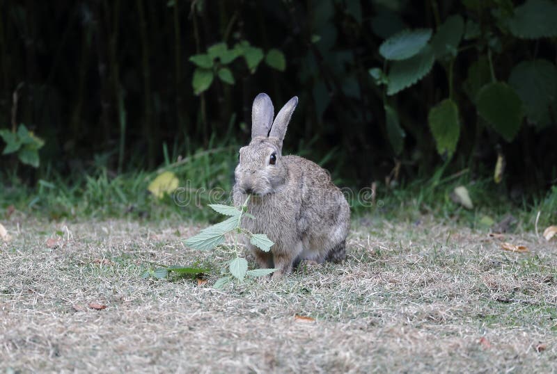 Rabbit, Lepus curpaeums stock photo. Image of cute, curpaeums - 43332428