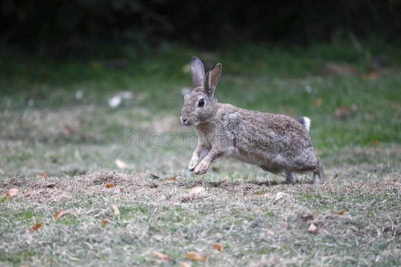 Rabbit, Lepus curpaeums stock photo. Image of british - 43332396