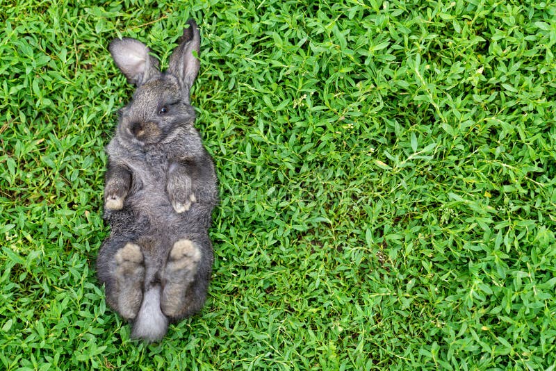 The Rabbit Lies on Its Back on the Grass Stock Photo - Image of green ...