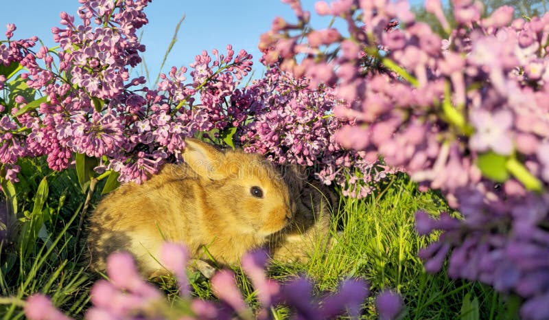 Rabbit among Lilac Flowers in the Sunset Rays Stock Photo - Image of ...