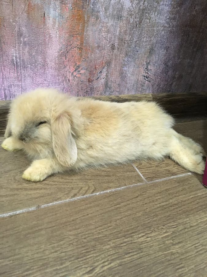 Rabbit stock photo. Image of little, domestic, sleeps - 176345534