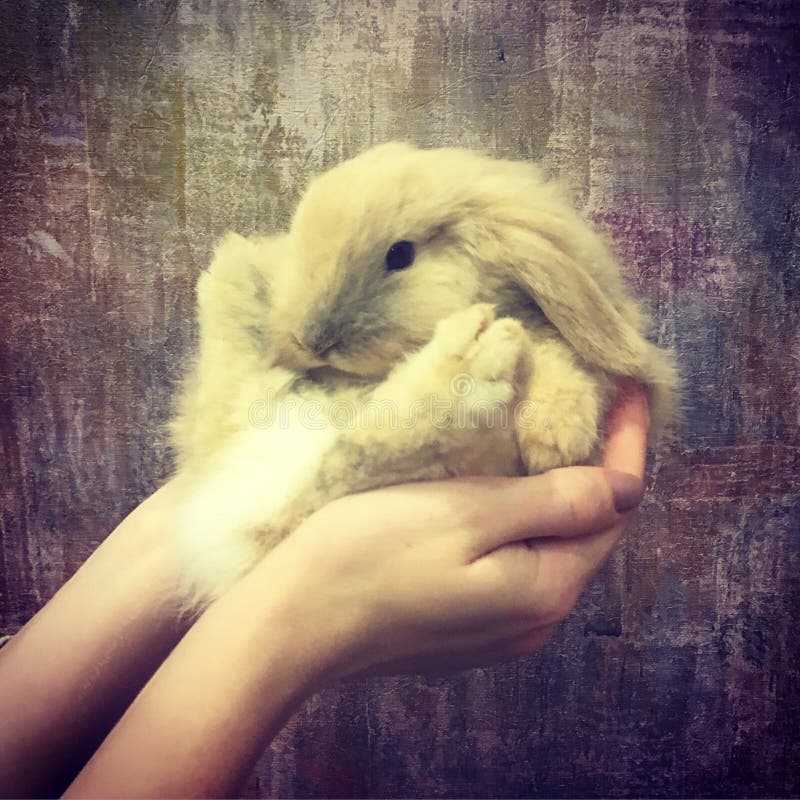 Rabbit stock photo. Image of love, hands, rabbit, little - 175352642
