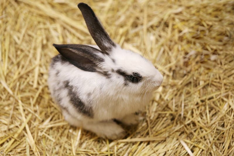 Sad-looking rabbit stock photo. Image of life, little - 3543348