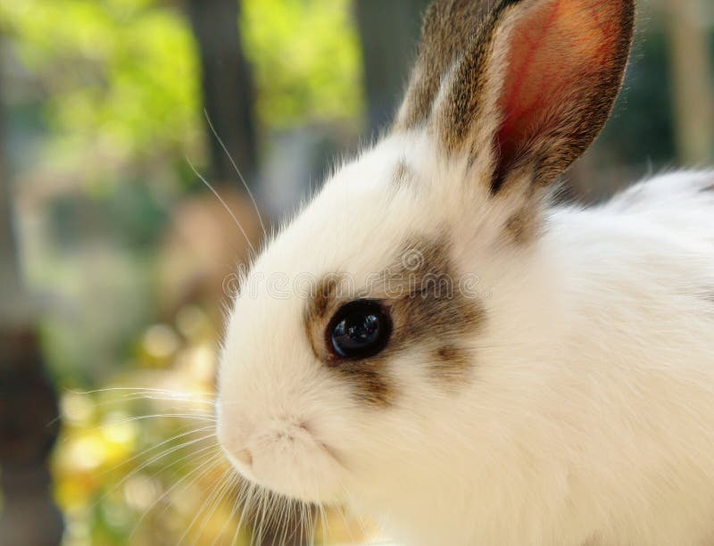 Rabbit stock photo. Image of animal, wildlife, beautiful - 52650030